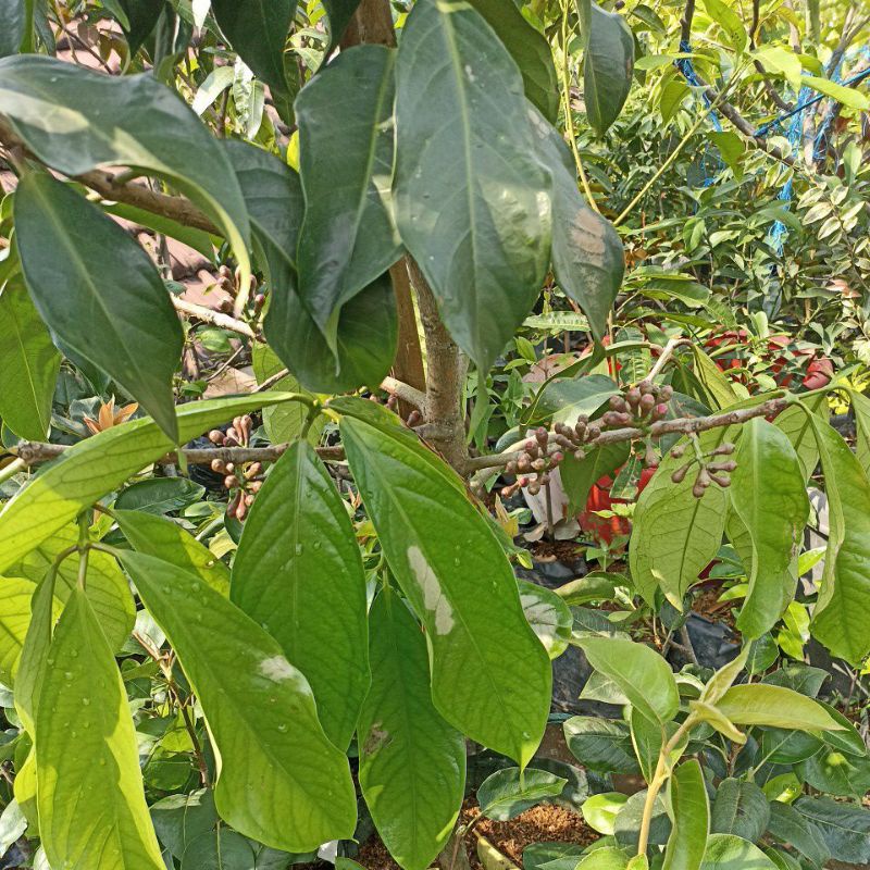 Jual tanaman jambu jamaika | Shopee Indonesia