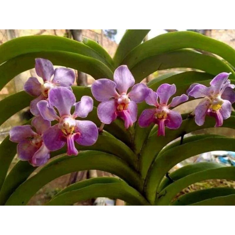Jual anggrek vanda futida | Shopee Indonesia