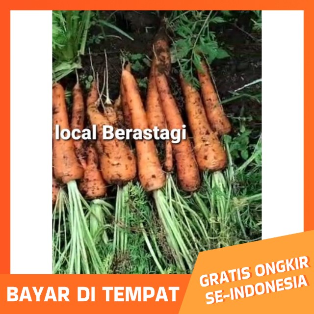 Jual 1 liter Bibit/benih wortel varietas unggulan lokal berastagi ...