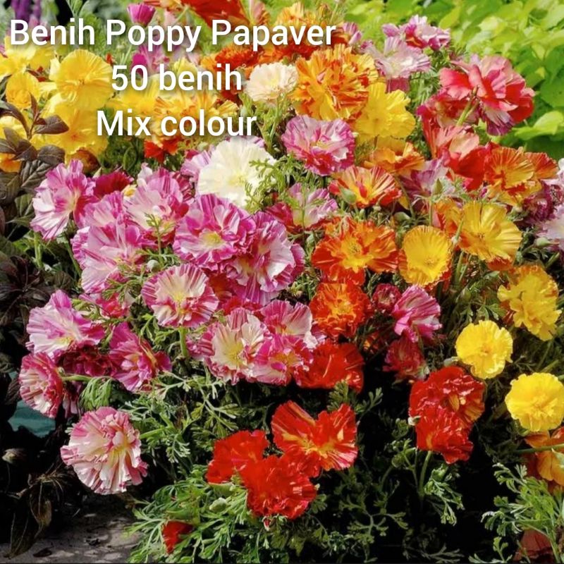 Jual Benih Bunga Popi Papaver 50 butir | Shopee Indonesia