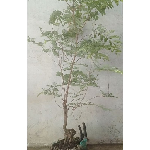 Jual bahan bonsai asem jawa & asem manis sesuai gambar | Shopee Indonesia