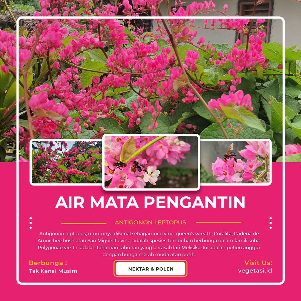 Jual 50 Biji Bunga Air Mata Pengantin Pink / Antigonon Leptopus / AMP ...