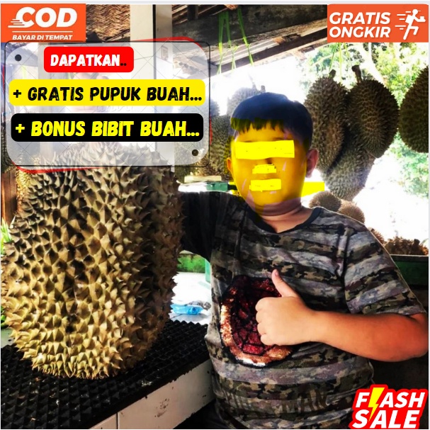 Jual Pohon / Bibit Durian Kane Pohon Pendek Super Unggul Buah Nya Besar ...