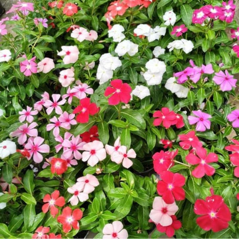 Jual Tanaman Bunga Vinca Sudah Bunga ( Random / Pilih warna) | Shopee ...