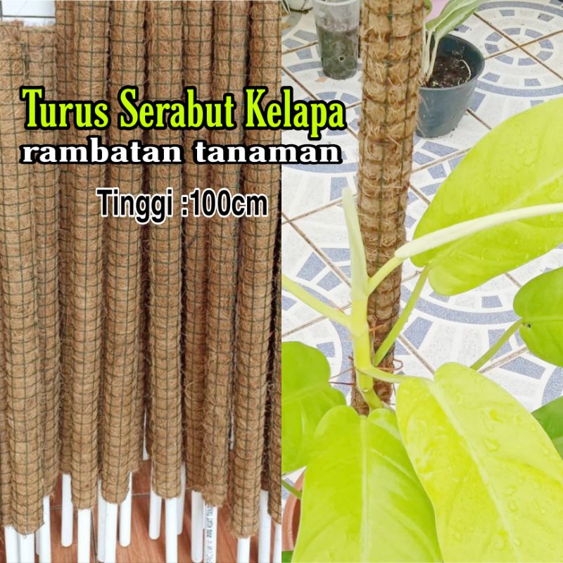 Jual Turus Penyangga Tanaman Rambat/Turus Serabut Kelapa 100cm | Shopee ...