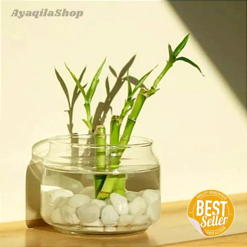 Jual VAS BUNGA TABUNG KACA / POT TANAMAN AIR AESTHETIC / BAMBU HOKI ...