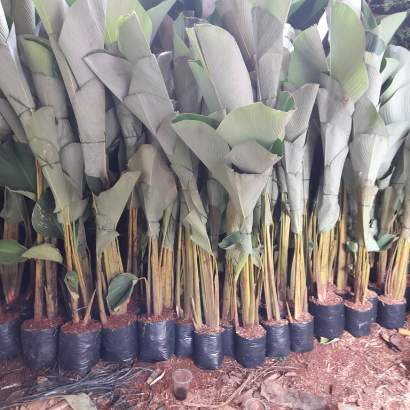 Jual tanaman calathea lutea / pisang kalateatinggi 1 meter daun ...