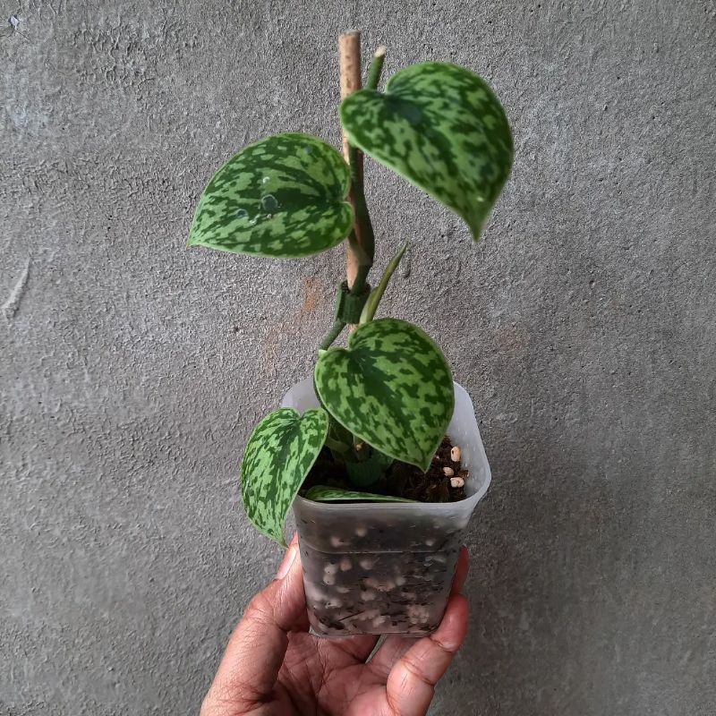 Jual Scindapsus Pictus Hassk/Snake Scale | Shopee Indonesia