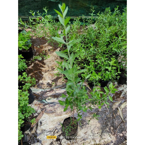 Jual bibit pohon pacar Arab/ hena pacar kuku ukuran 50-60 cm | Shopee ...