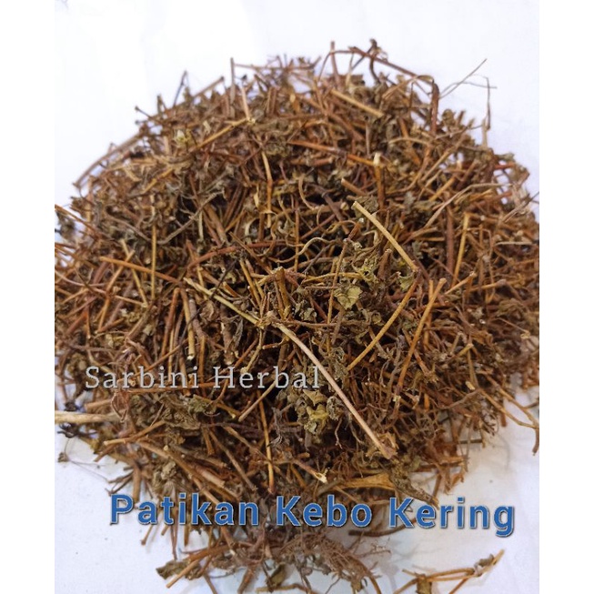 Jual Patikan Kebo kering 1 kg | Shopee Indonesia