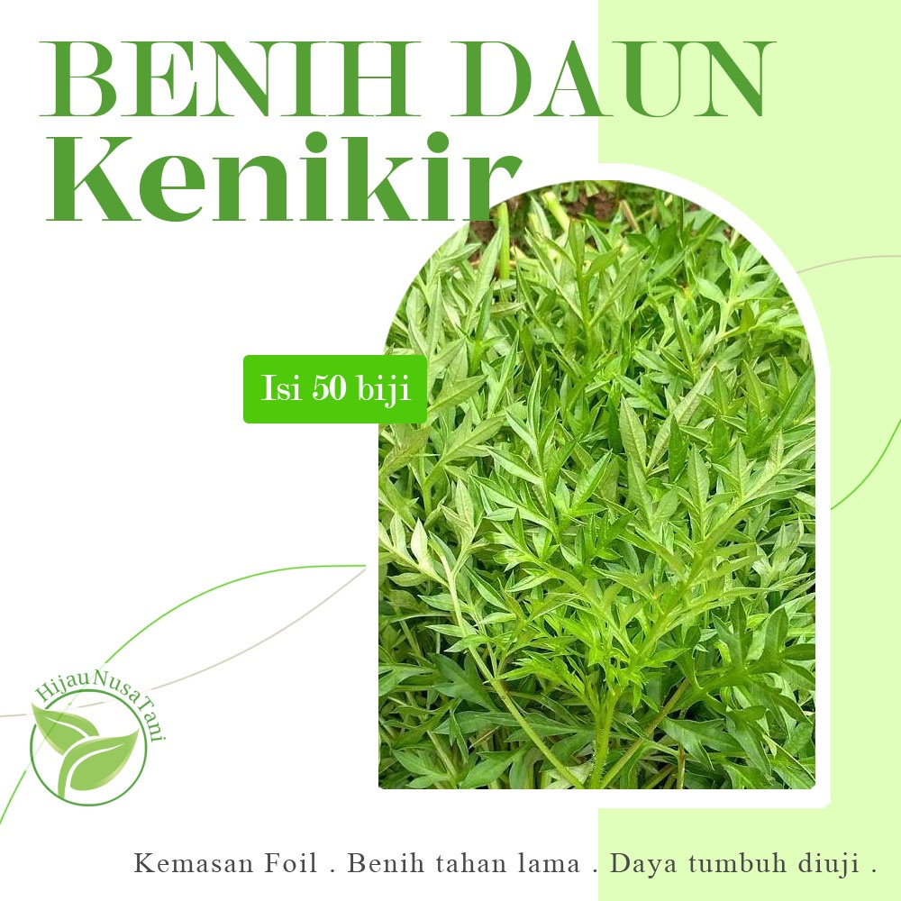 Jual Benih DAUN KENIKIR LALAP [Isi 50 biji] - ecer repack refill bibit ...