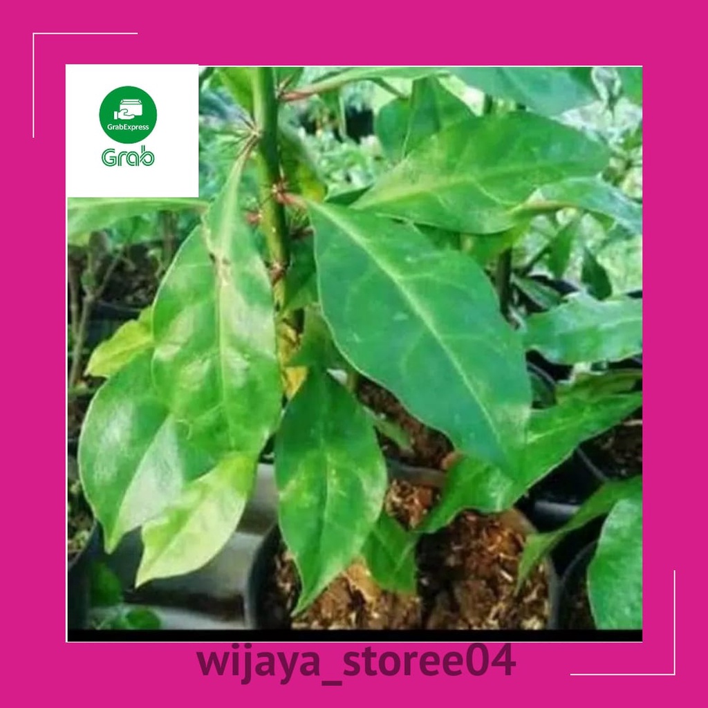 Jual Daun 7 Jarum Tujuh Bilah/ Daun tujuh bintang/ Daun Bilah | Shopee ...