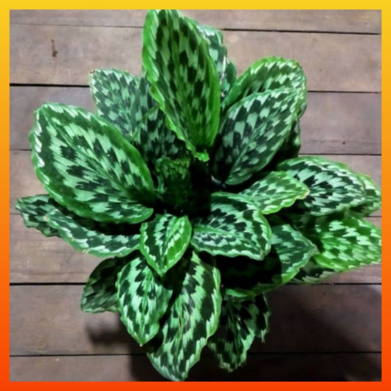 Jual Tanaman Hias Calathea Merak Bunga Kalatea Kencur | Shopee Indonesia