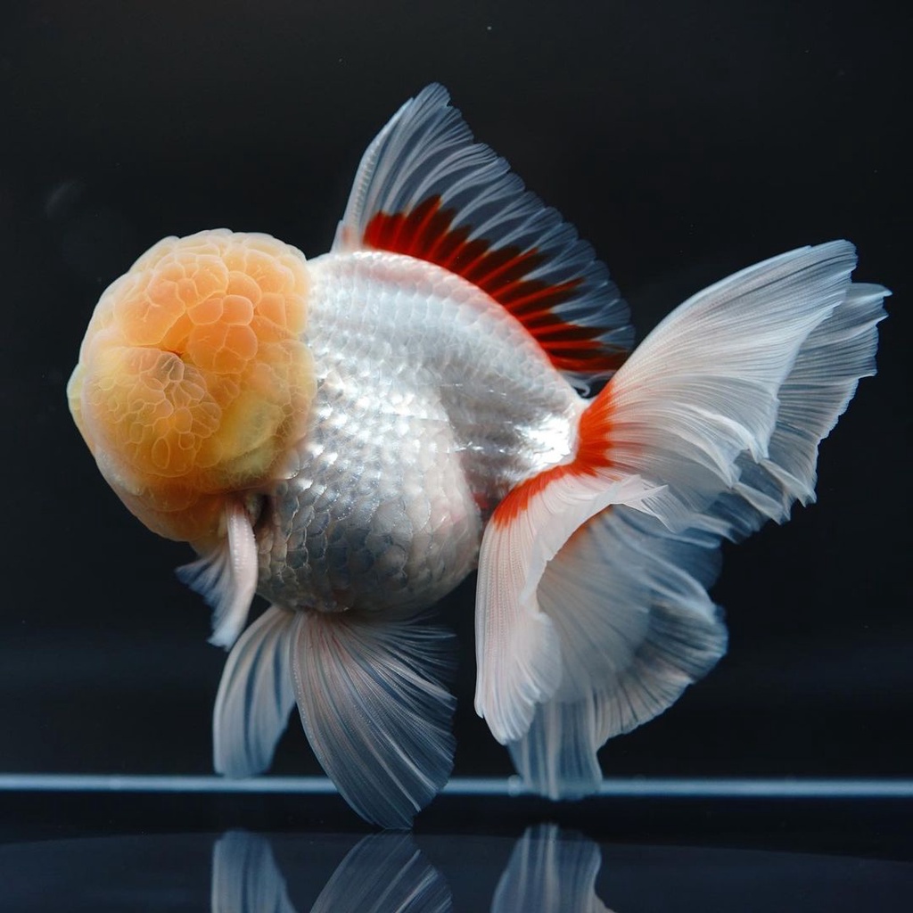Jual ikan mas koki oranda rosetail / oranda red white rosetail / mas ...