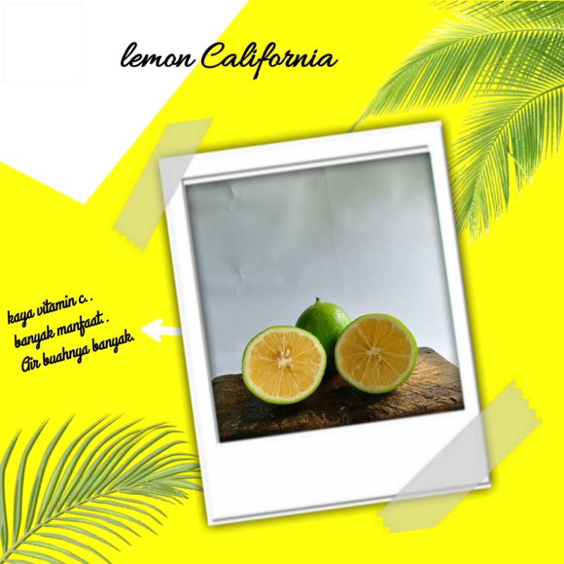 Jual LEMON CALIFORNIA F1 LEMON SEGAR JERUK LEMON HIJAU LEMON LOKAL 1KG ...