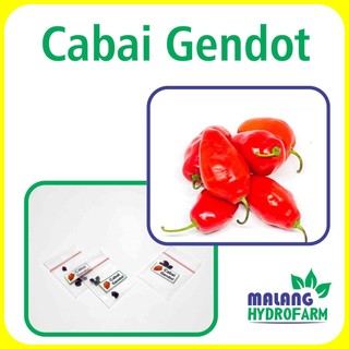 Jual Benih Cabai Gendot Unggulan Berkualitas Biji Bibit repack cabe ...