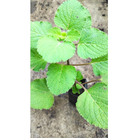 Jual bibit herbal daun torbangun/bangun bangun/herbal pelancar asi ...