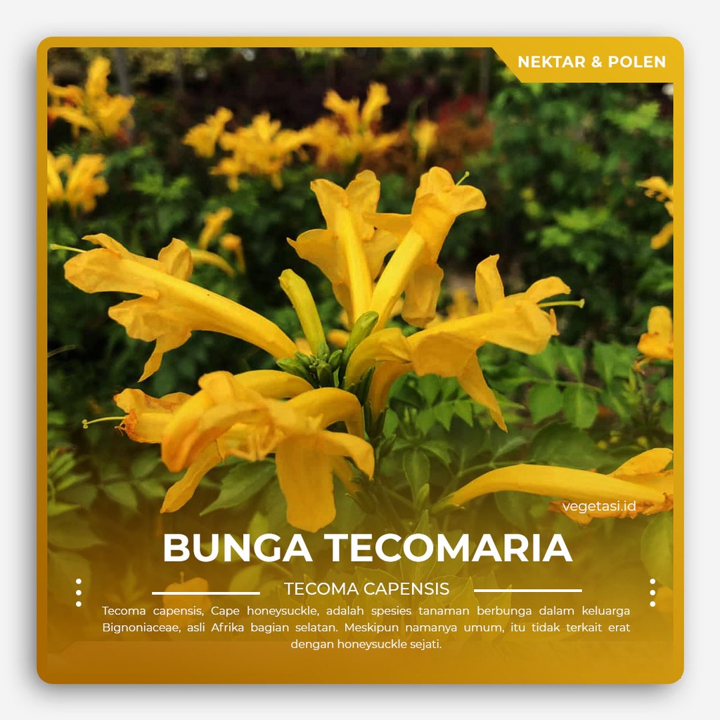 Jual Tanaman Bunga Tekomari / Tecomaria Yellow / Tecoma Capensis ...