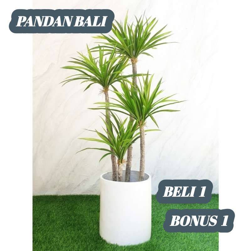 Jual BIBIT PANDAN BALI/ CORDYLINE AUSTRALIS | Shopee Indonesia