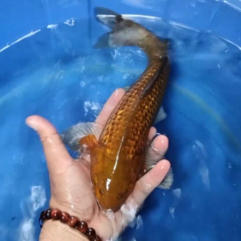 Jual Ikan Koi Blitar Jenis Chagoi / Rumah Koi Jakarta / kode 009 ...