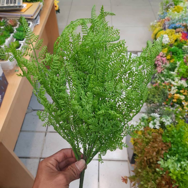 Jual Daun Pakis air Latex / Rumput Tanaman Hias / Bucket daun pakis ...