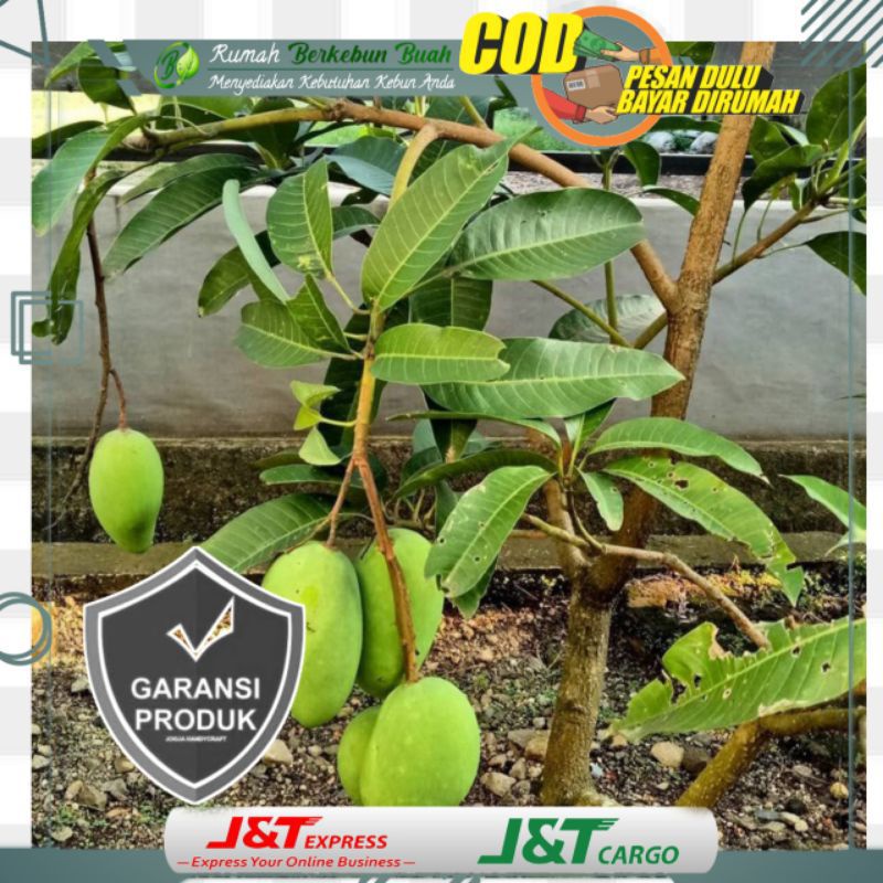 Jual Bibit Mangga Chokanan Cokanan Tanaman Bibit Buah Mangga Chokanan ... Jual Bibit Mangga Chokanan Cokanan Tanaman Bibit Buah Mangga Chokanan ...