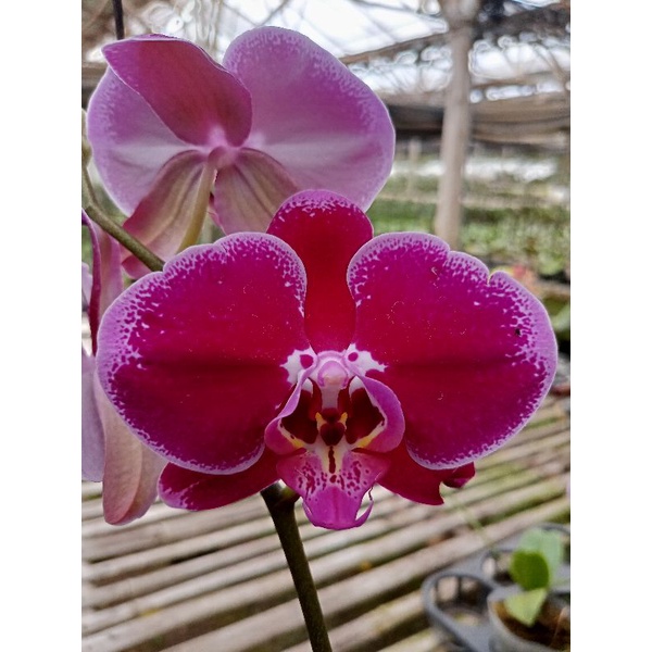 Jual anggrek bulan grade B maroon magenta tua bercak pink phalaenopsis ...
