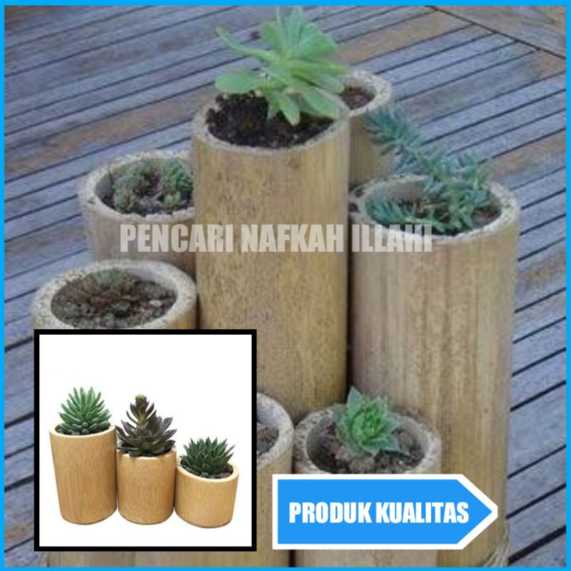 Jual 3 Pot Bambu serbaguna/Pot Bambu buat tanaman hias | Shopee Indonesia