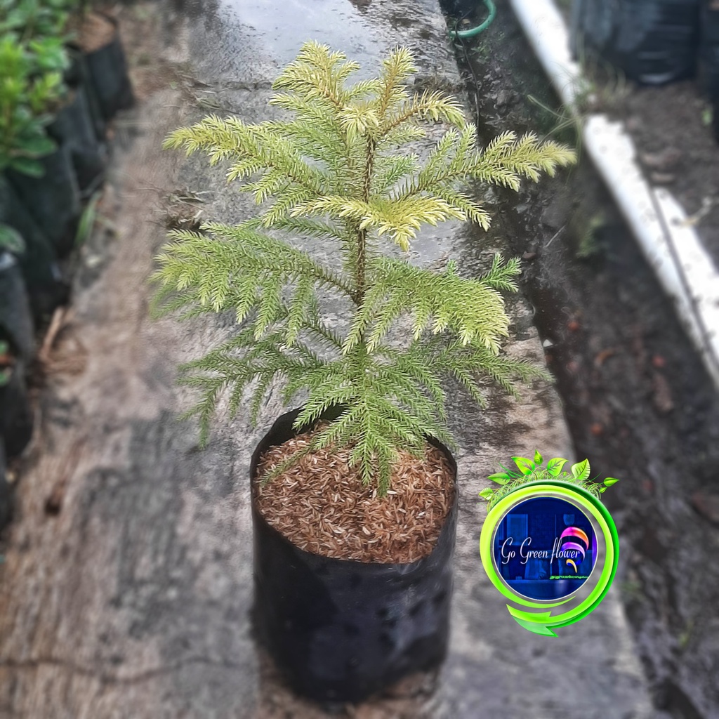 Jual CEMARA NORT FOX cemara pentris, tanaman herbal GOG REEN FLOWER ...