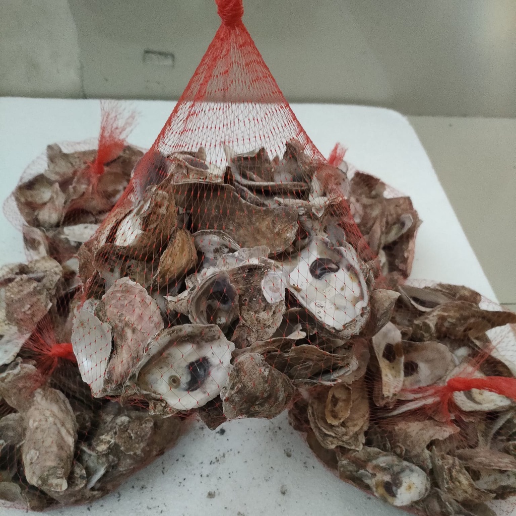 Jual Oyster Shell Kulit Kerang Media Filter Kolam Koi 1 kg | Shopee ...