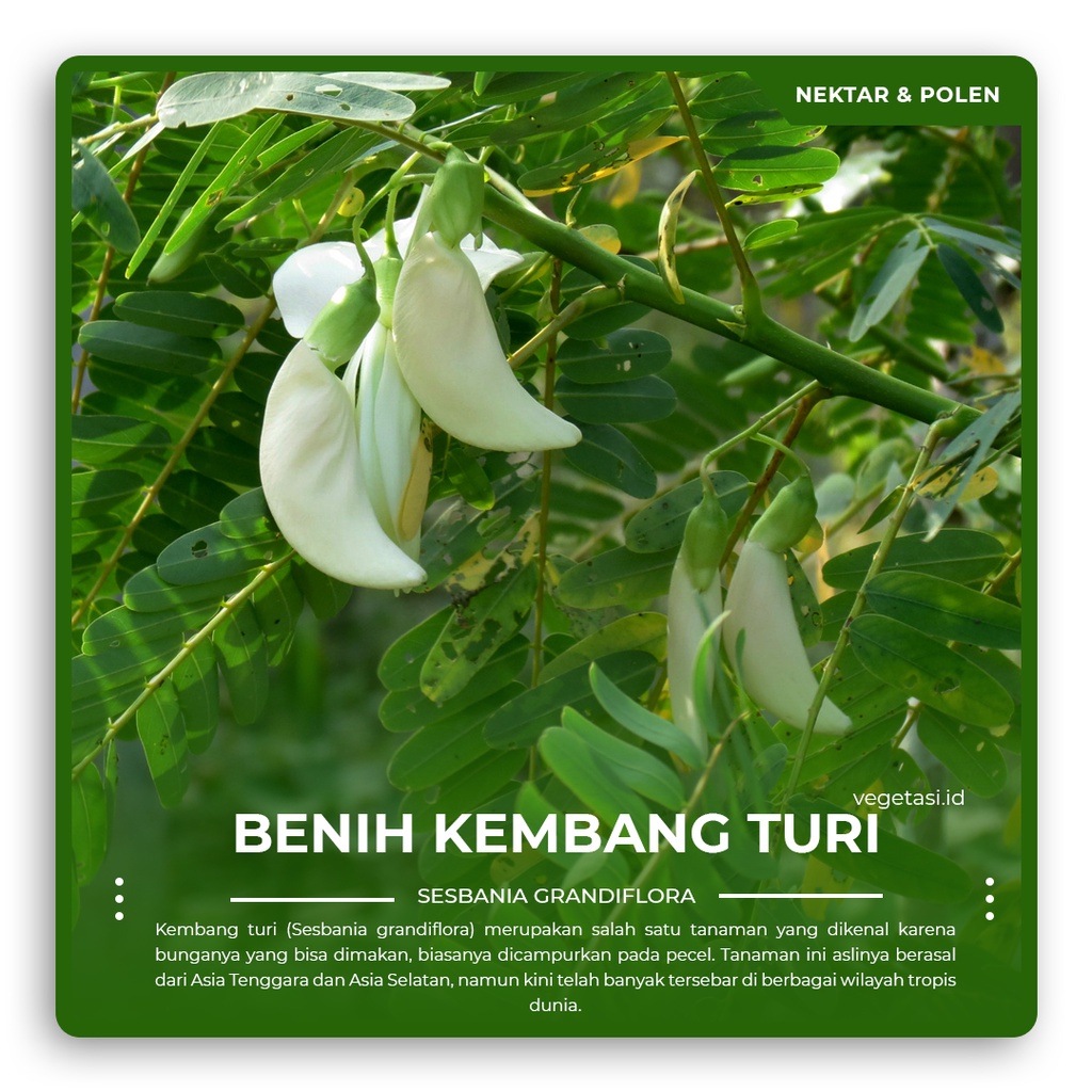 Jual Benih Kembang Turi / Sesbania Grandiflora / Sayur Turi / Biji ...
