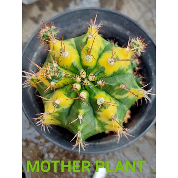 Jual TIGER EYES//KAKTUS MINI//KAKTUS//KAKTUS HIAS//GYMNOCALYCIUM//MIHA ...