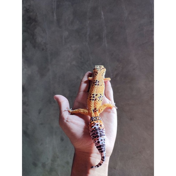Jual Mainan Lucu Leopard Gecko ( Hypo Lemon Frost ) | Shopee Indonesia Jual Mainan Lucu Leopard Gecko ( Hypo Lemon Frost ) | Shopee Indonesia