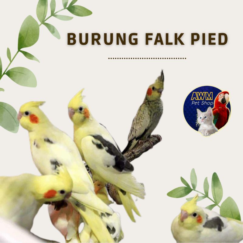 Jual BURUNG FALK PIED / BURUNG PARKIT AUSTRALIA FALK PIED | Shopee ...