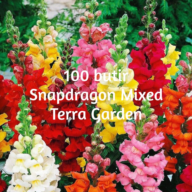 Jual Benih/Biji Snapdragon Mixed Bunga Tanaman Hias 100 seeds | Shopee ...