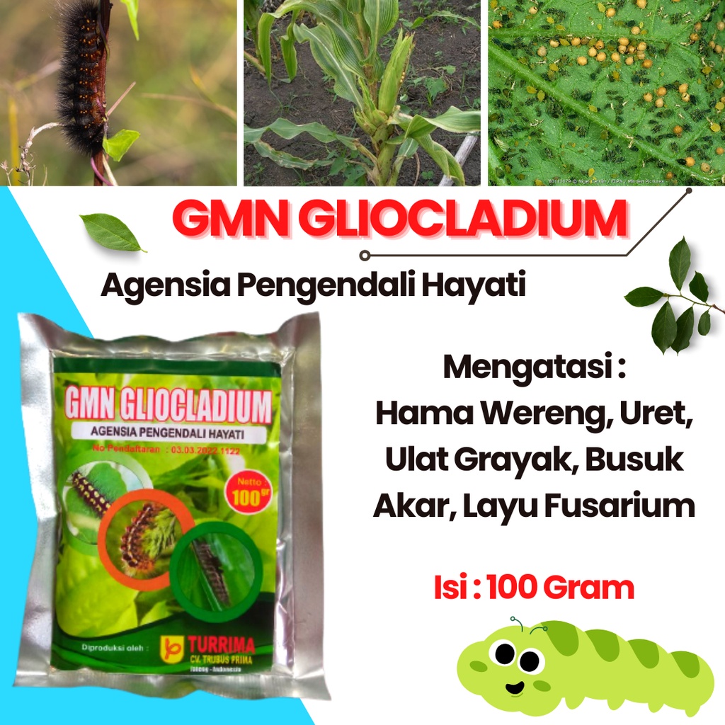 Jual Obat Penyakit Layu Fusarium Pada Pisang, Pupuk Hayati Atasi Hama Uret | Shopee Indonesia