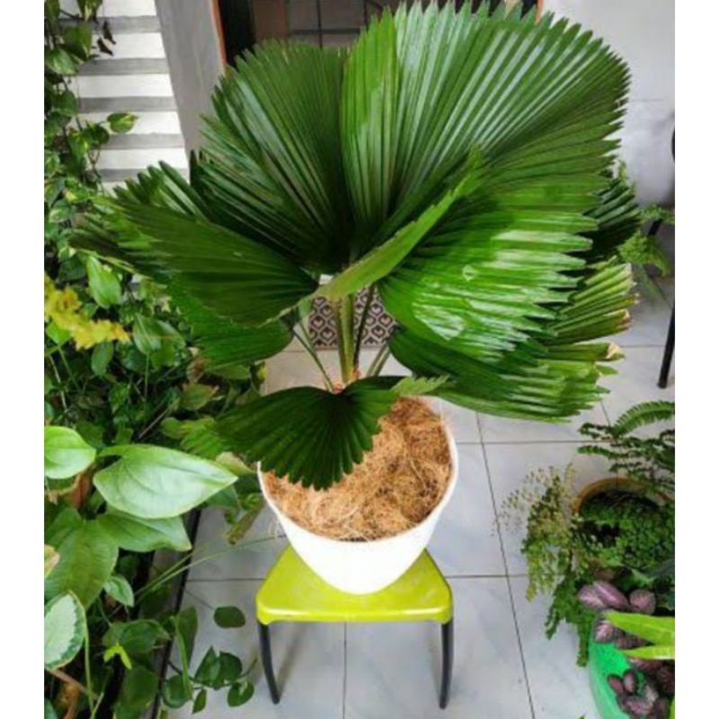 Jual TANAMAN HIAS PALEM KIPAS/PALEM KOL | Shopee Indonesia