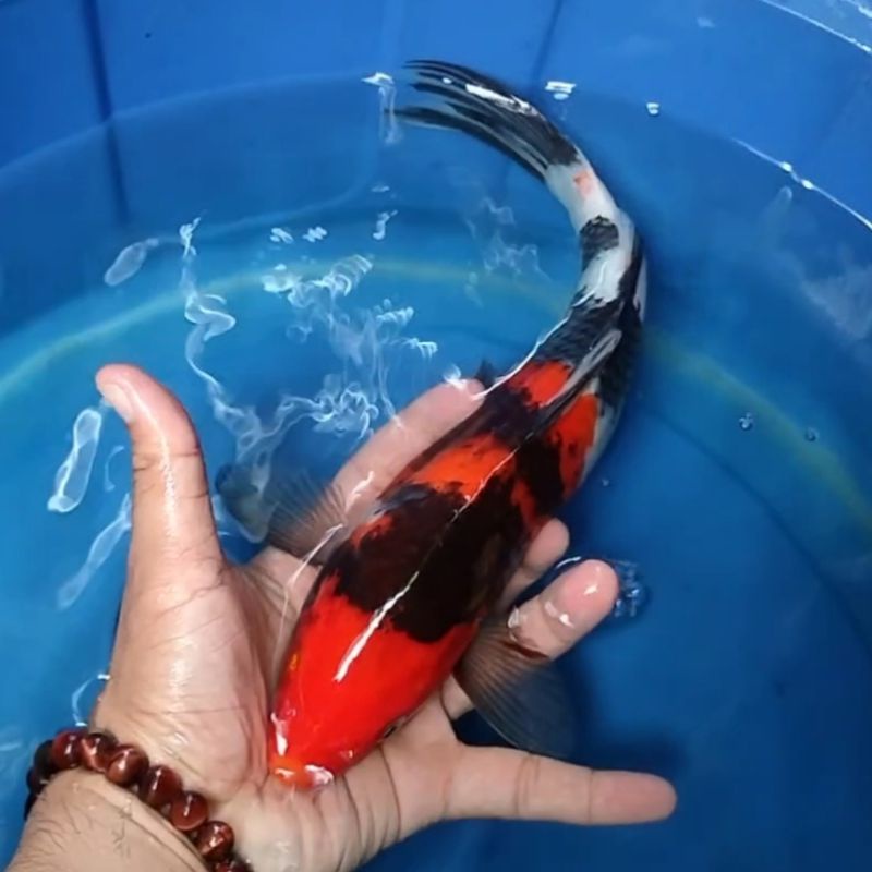 Jual Ikan Koi Blitar Jenis Showa / Rumah Koi Jakarta / kode 0014 ...