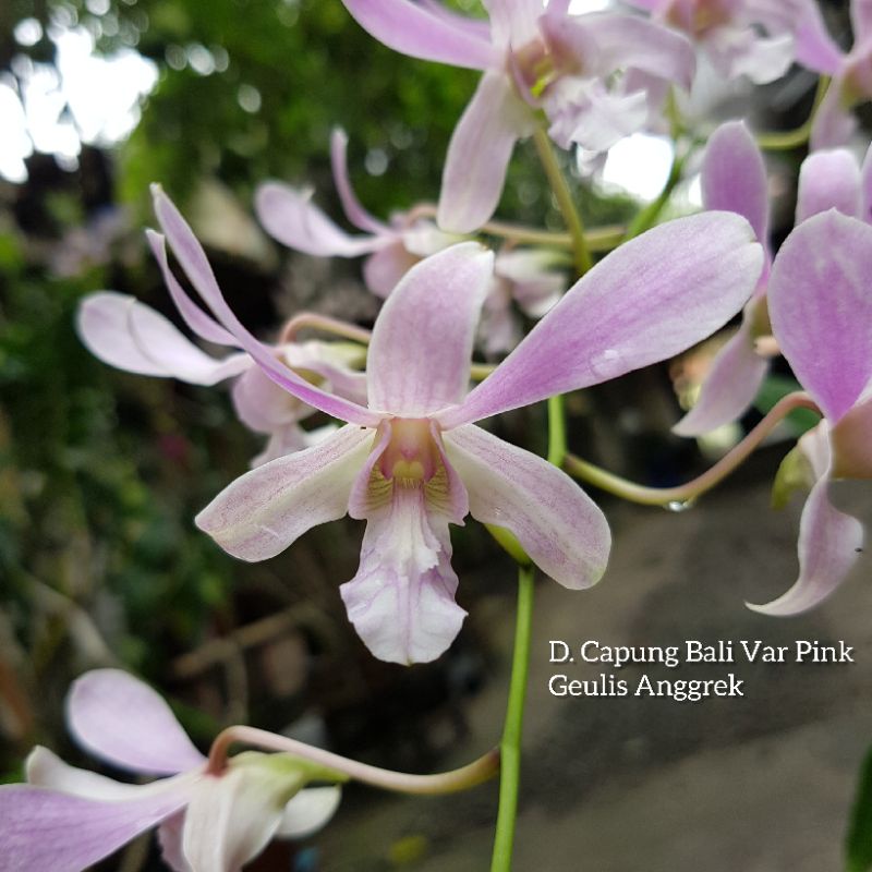 Jual Anggrek Wangi Dendrobium Keiki Capung Bali Var Pink Akar Jalan ...