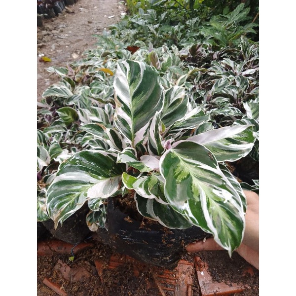 Jual Calathea Tissue Cantik/ Tanaman Bunga Meranti Tissu Putih | Shopee ...