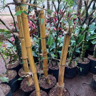 Jual TANAMAN HIAS BAMBU KUNING AMPEL SUDAH BERTUNAS | Shopee Indonesia
