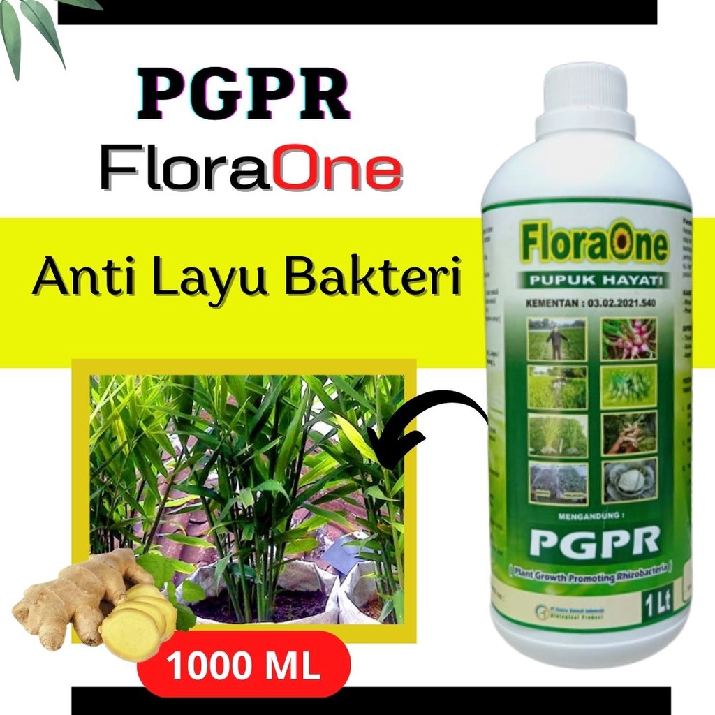 Jual Pupuk Jahe Agar Berbuah Lebat, PGPR Pupuk Cair Rhizobium, Obat Hayati Layu Bakteri | Shopee ...