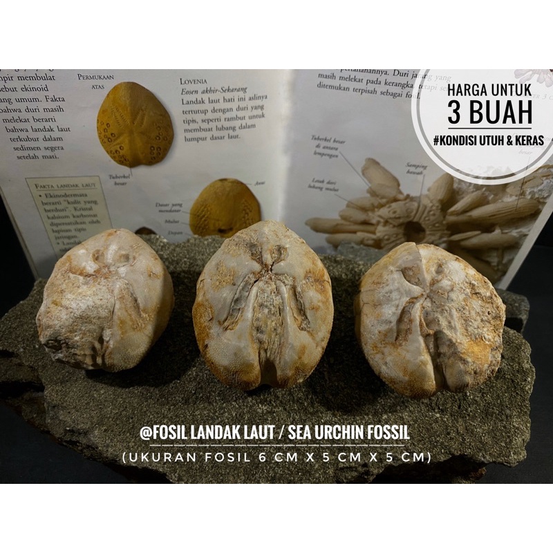 Jual Fosil Landak Laut Purba B14 atau Fosil Bintang Laut atau Sea ...