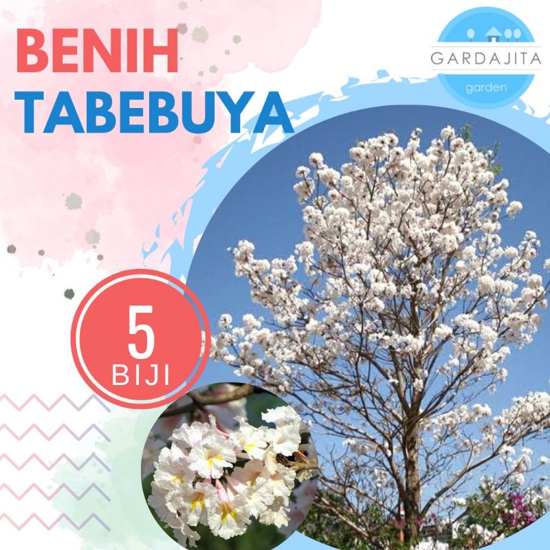 Jual Benih TABEBUYA PUTIH isi-5 - Biji Bibit Pohon Tabebuia | Shopee ...