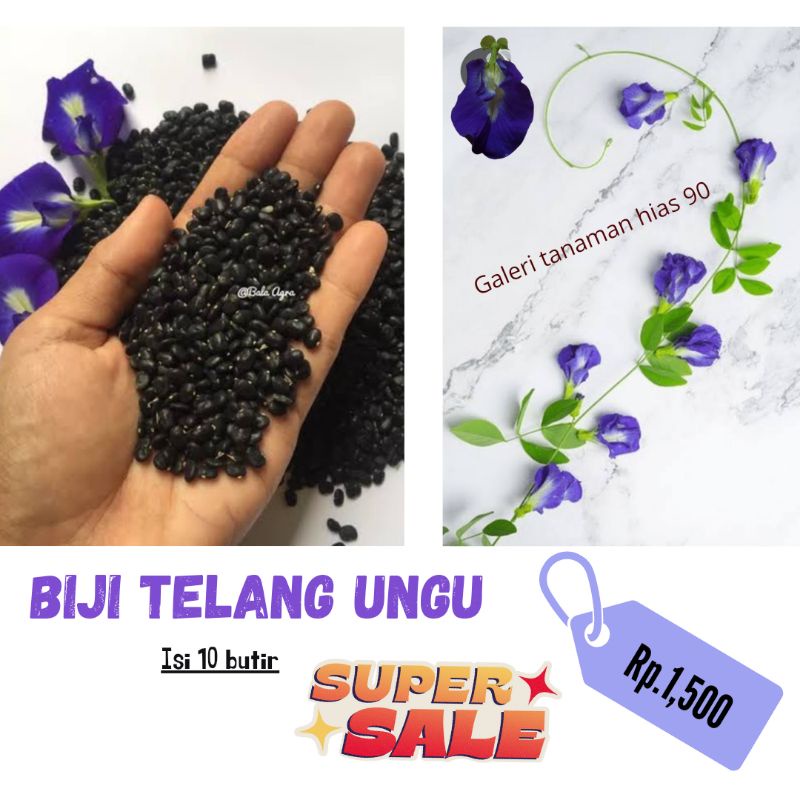 Jual Biji benih bunga telang ungu | Bunga telang | Biji telang tea ...