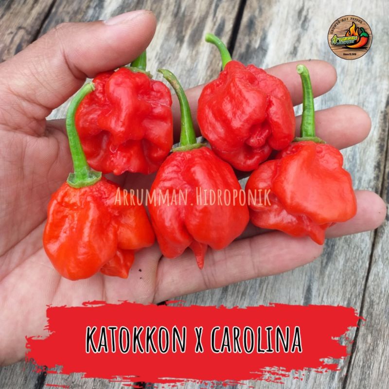 Jual 10 BIJI BENIH Cabe Katokkon x Carolina Reaper (katoca) | Shopee ...