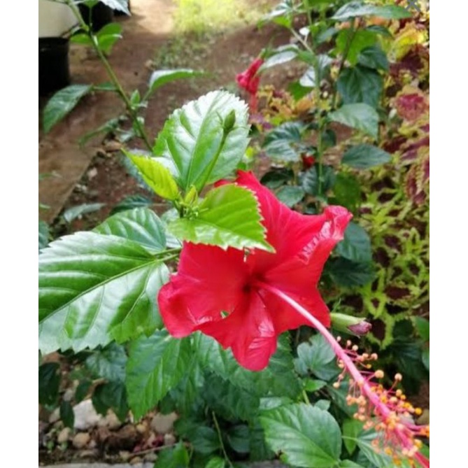 Jual Daun Bunga Kembang Sepatu Segar 500 gr | Shopee Indonesia