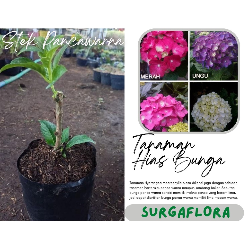 Jual cutting Bibit Hortensia Tanaman pancawarna Tanaman Bunga Hydrangea ...