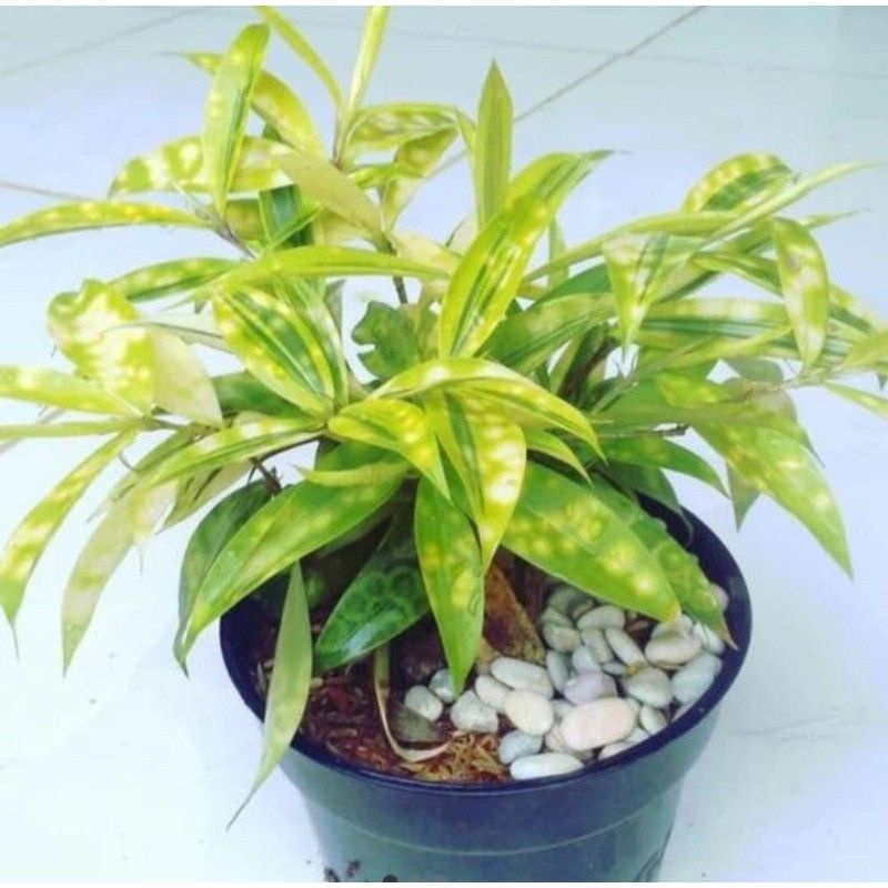 Jual Tanaman Hias Dracaena Dracena Golden Bunga Bambu Jepang | Shopee ...