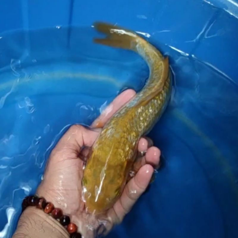 Jual Ikan Koi Blitar Jenis Chagoi / Rumah Koi Jakarta / kode 0015 ...